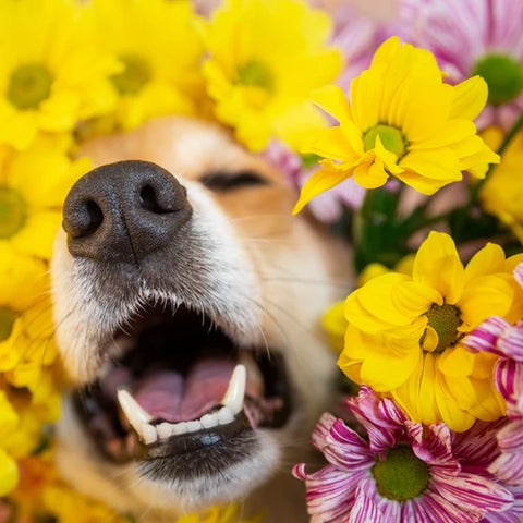 SPRING IS HERE! – Wild at Heart Pet Company
