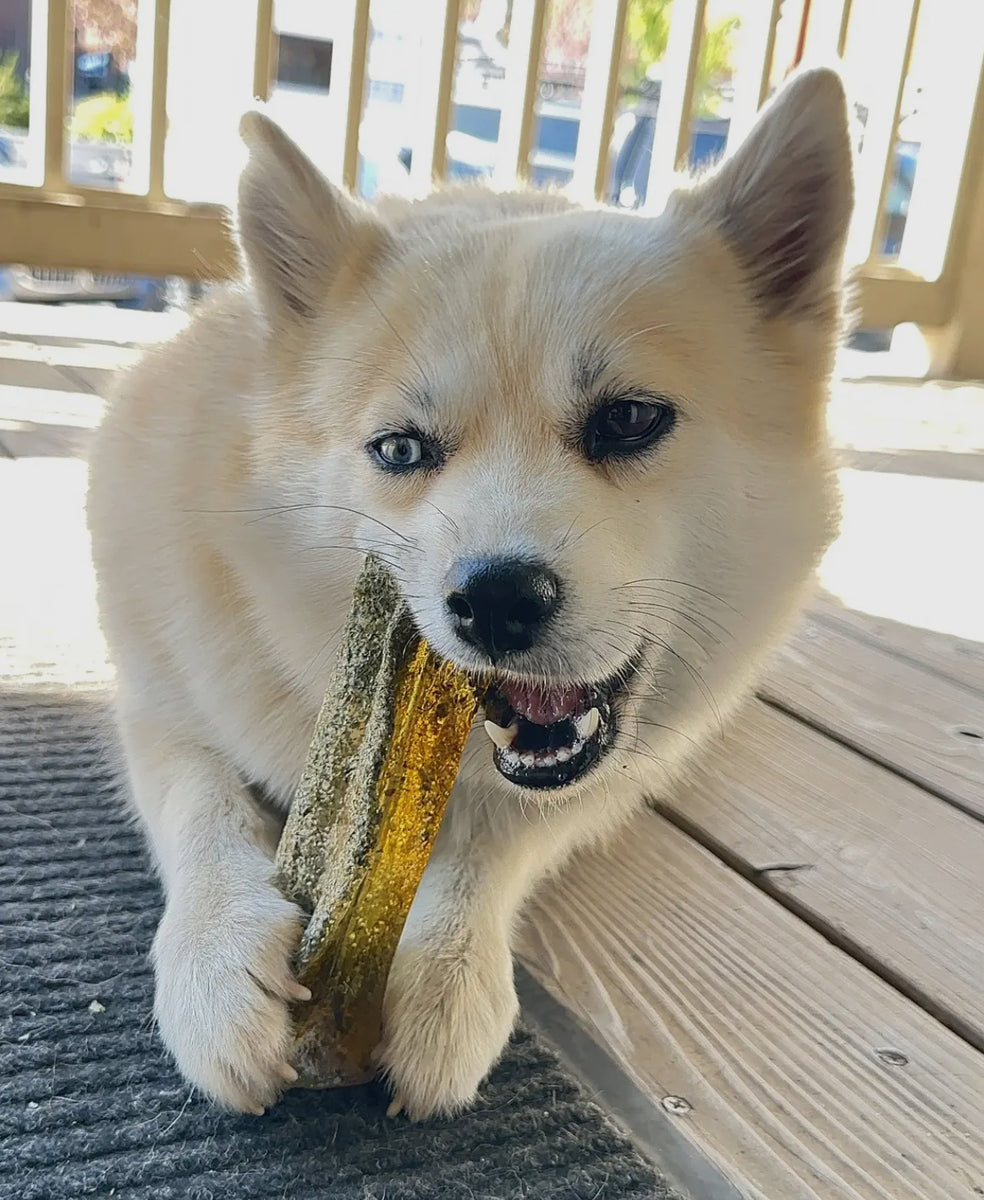 Bone Marrow Chews – Wild at Heart Pet Company
