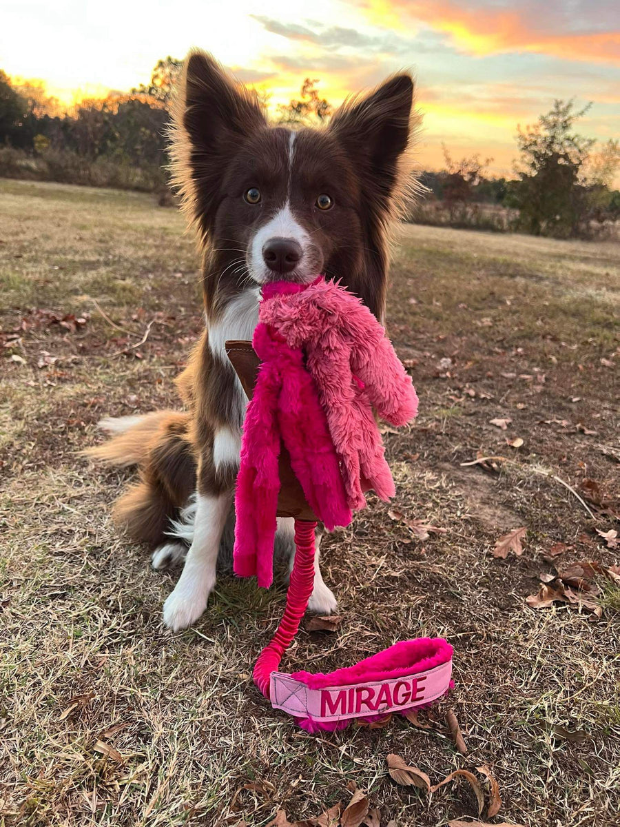 Buffalo chaser – Wild at Heart Pet Company