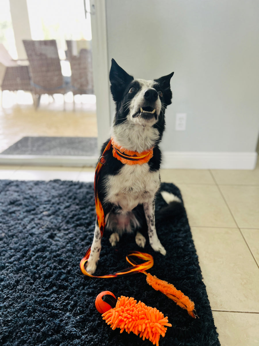 All in one leash with tuggie – Wild at Heart Pet Company